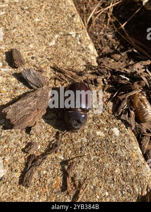 Ox Beetles (Strategus) Insecta Stock Photo - Alamy