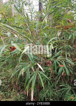river cane (Arundinaria gigantea) Plantae Stock Photo - Alamy