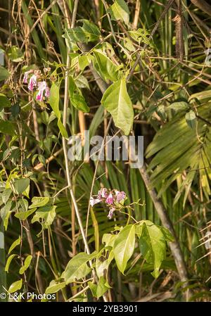 bignonia family (Bignoniaceae) Plantae Stock Photo - Alamy