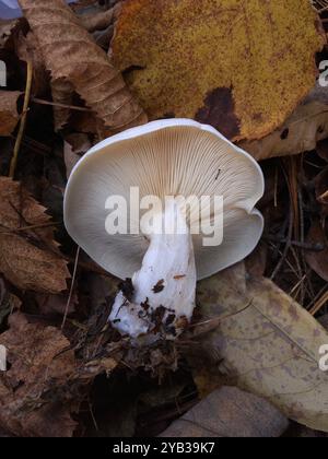 robust clitocybe (Clitocybe robusta Stock Photo - Alamy