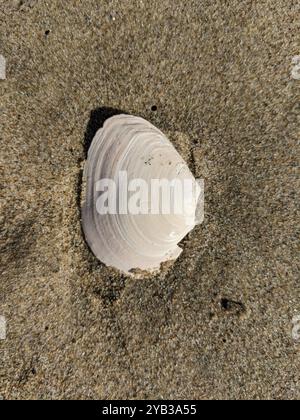 Bent-nosed Clam (Macoma nasuta) Mollusca Stock Photo - Alamy