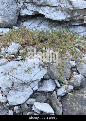 Prairie Tea (Croton monanthogynus) Plantae Stock Photo - Alamy