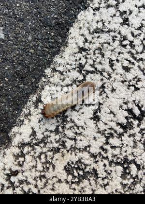 Scarabs (Scarabaeidae) Insecta Stock Photo - Alamy