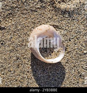 False Ear Shell (Granata imbricata) Mollusca Stock Photo - Alamy