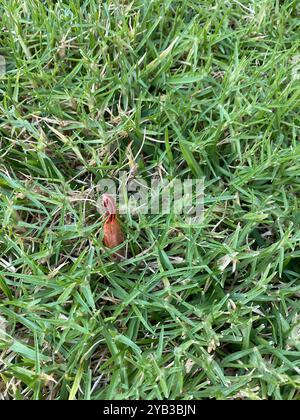 lantern stinkhorn (Lysurus mokusin) Fungi Stock Photo - Alamy