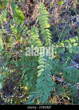 Clusterspike False Indigo (Amorpha herbacea) Plantae Stock Photo - Alamy