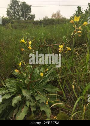 Red-stalked evening primrose (Oenothera rubricaulis) Plantae Stock ...