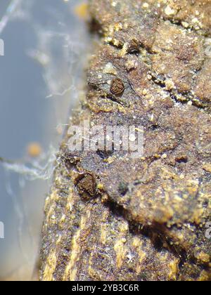 (Licea minima) Protozoa Stock Photo - Alamy