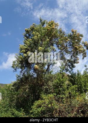 False Olive (Buddleja saligna) Plantae Stock Photo - Alamy