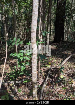 Bennett's Ash (Flindersia bennettii) Plantae Stock Photo - Alamy