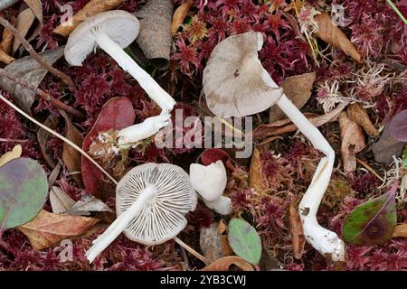 (Entoloma elodes) Fungi Stock Photo - Alamy