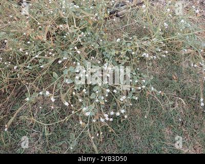 European heliotrope (Heliotropium europaeum) Plantae Stock Photo - Alamy