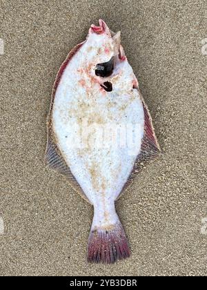 European Flounder (Platichthys flesus) Actinopterygii Stock Photo - Alamy