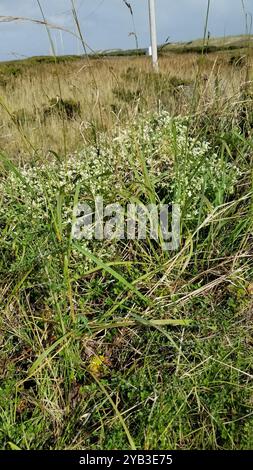 sweet everlasting (Pseudognaphalium obtusifolium) Plantae Stock Photo ...