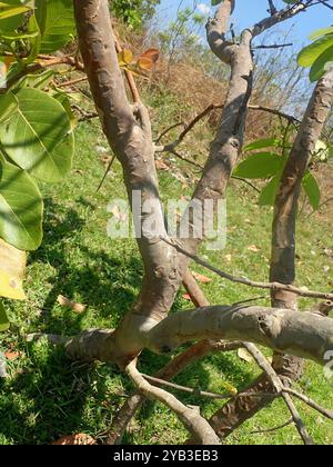 myrtle family (Myrtaceae) Plantae Stock Photo - Alamy