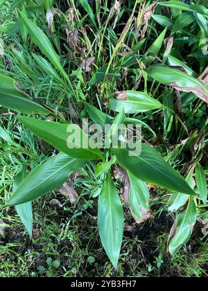 gingers, bananas, and allies (Zingiberales), Plantae, Praia Vermelha do ...