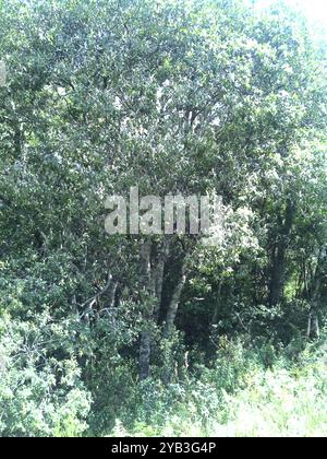 Forest Beachwood (Faurea galpinii) Plantae Stock Photo - Alamy