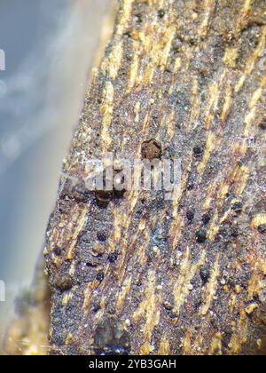 (Licea minima) Protozoa Stock Photo - Alamy