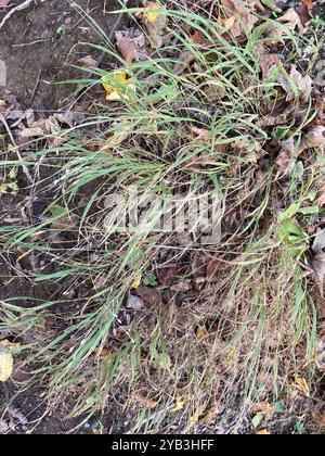 Wood Melick (Melica uniflora), Plantae, Arterial Road, Benfleet ...