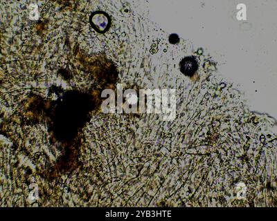 (Entoloma elodes) Fungi Stock Photo - Alamy