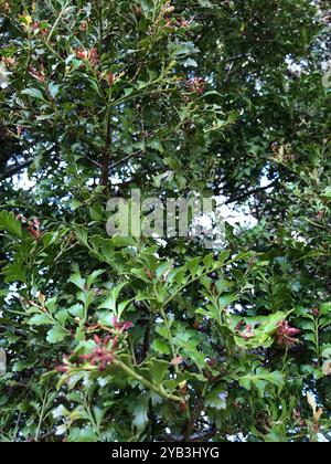 celery pine (Phyllocladus trichomanoides), Plantae, Kauri Park ...