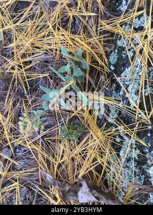 Allegheny stonecrop (Hylotelephium telephioides) Plantae Stock Photo ...