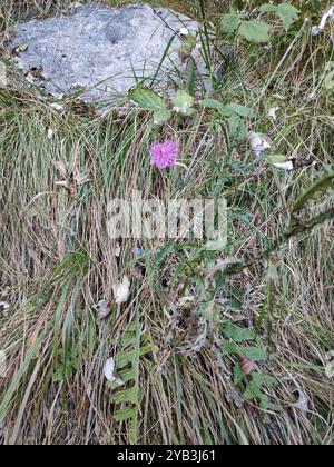Alpine Thistle (Carduus defloratus) Plantae Stock Photo - Alamy