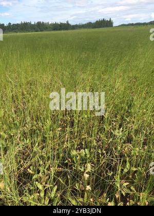 creeping sedge (Carex chordorrhiza) Plantae Stock Photo - Alamy