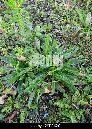 ribwort plantain (Plantago lanceolata) Plantae Stock Photo - Alamy