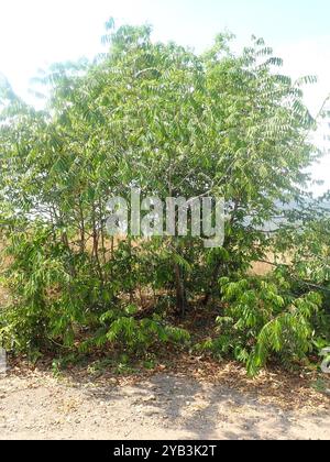 (Xylopia aromatica) Plantae Stock Photo - Alamy