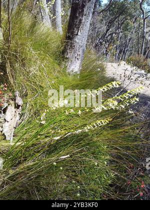 Bushy Candles (Stackhousia aspericocca) Plantae Stock Photo - Alamy