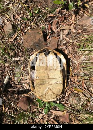 South-American Snake-headed Turtle (Hydromedusa tectifera) Reptilia ...