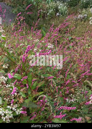 low smartweed (Persicaria longiseta) Plantae Stock Photo - Alamy