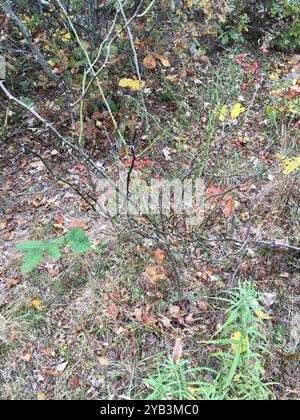 multiflora rose (Rosa multiflora) Plantae Stock Photo - Alamy