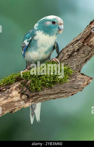 red-crowned parakeet blue (turquoise) mutation, Cyanoramphus ...