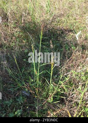 Fall Witchgrass (Digitaria cognata) Plantae Stock Photo - Alamy