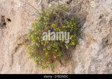 New Mexico Rockdaisy (Perityle staurophylla) Plantae Stock Photo - Alamy