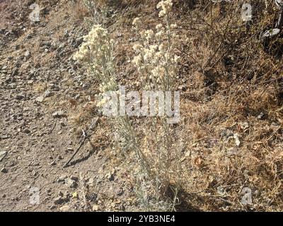 Fragrant Everlasting (Pseudognaphalium beneolens) Plantae Stock Photo ...