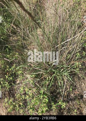 Slim Tridens (Tridentopsis mutica Stock Photo - Alamy