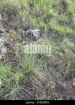 Tall Dropseed (Sporobolus compositus) Plantae Stock Photo - Alamy
