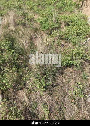 Slim Tridens (Tridentopsis mutica) Plantae Stock Photo - Alamy