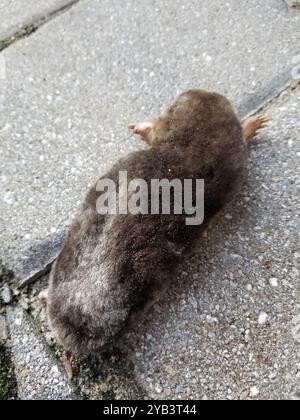 Eastern Mole (Scalopus aquaticus) Mammalia Stock Photo - Alamy