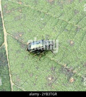 (Altica bimarginata) Insecta Stock Photo - Alamy