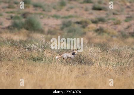 Desert Fox, white-footed fox, Vulpes vulpes pusilla, Desert National ...