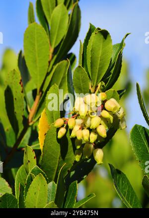Colorful fruit of the Arbutus unedo - Strawberry Tree an evergreen ...