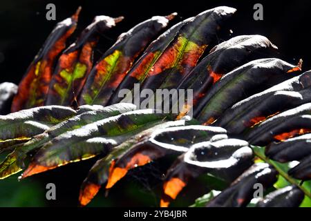 Landscapes, people, flora in southern Chile, near Puerto Varas and ...