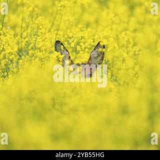 A rapeseed field in bloom (Brassica napus) in spring in Salamanca for ...
