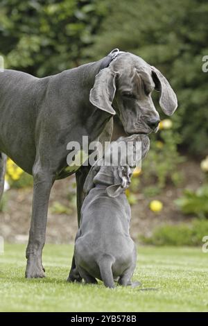 Great Dane Animal Animals breed pet domestic dog outside outdoors ...