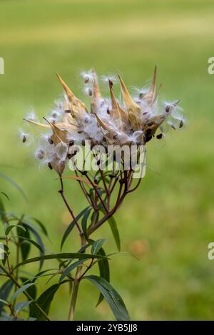 Defocused macro abstract of mature seed pods on a swamp milkweed plant ...