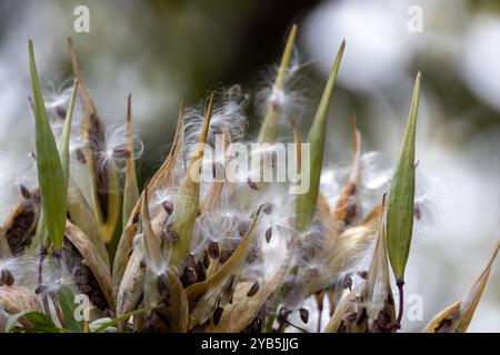 Defocused macro abstract of mature seed pods on a swamp milkweed plant ...